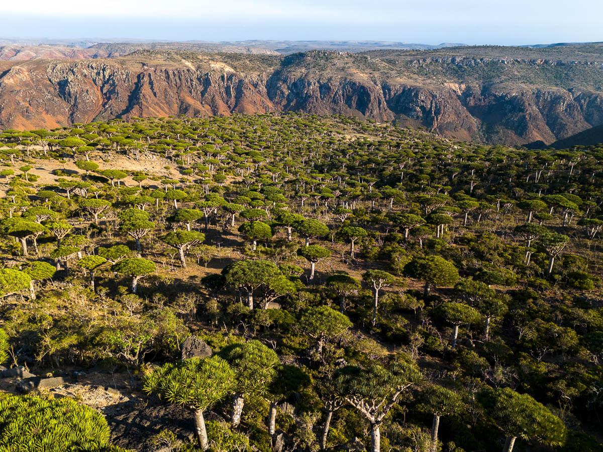 Yemen + Socotra in one trip – Against the Compass Expeditions