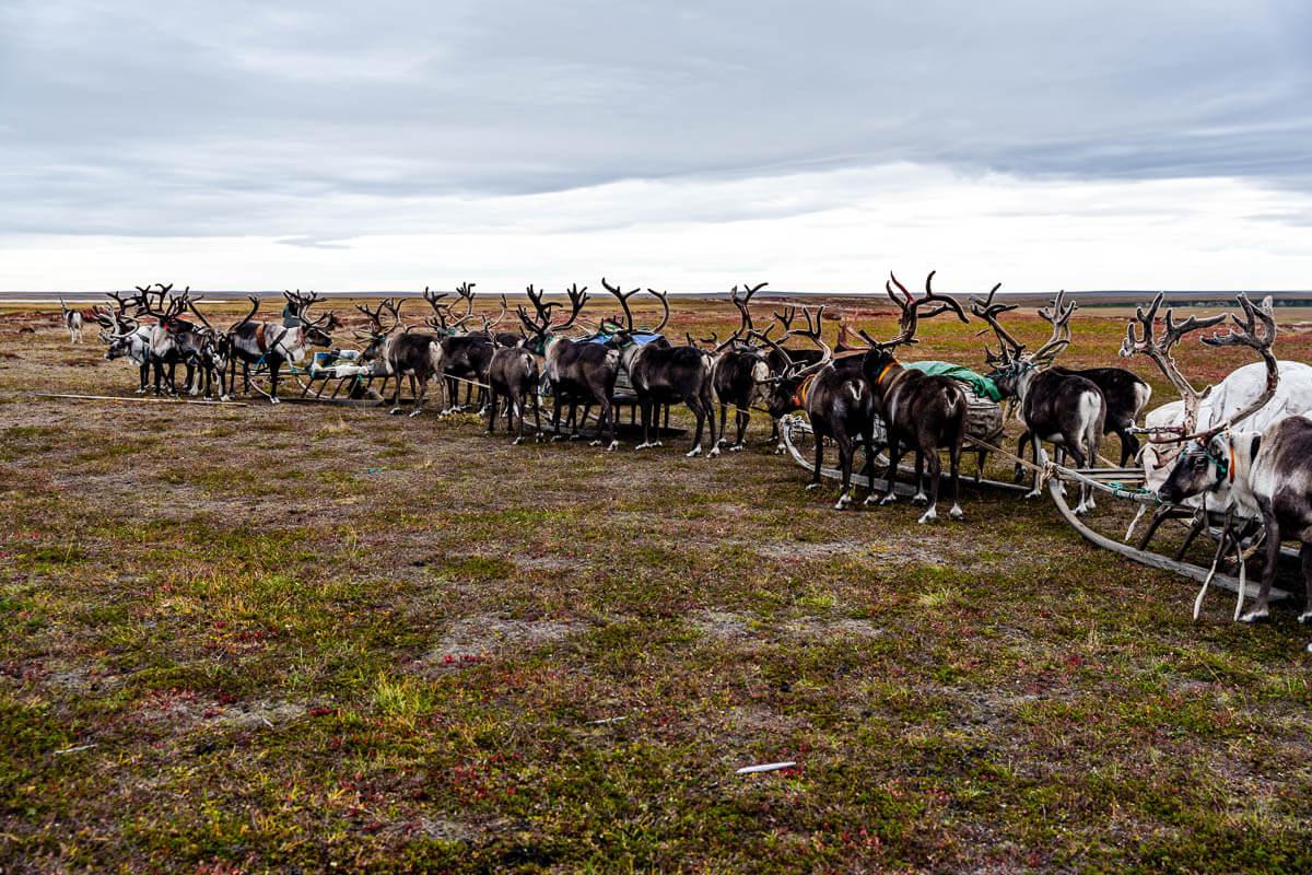 Arctic Russia: living with the Nenets – Against the Compass Expeditions